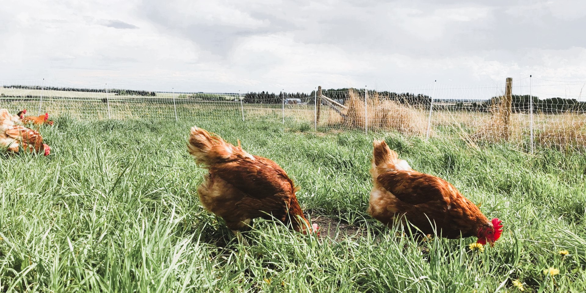 The Healing Power of Farm Therapy in Abbotsford – Gelderman Farms
