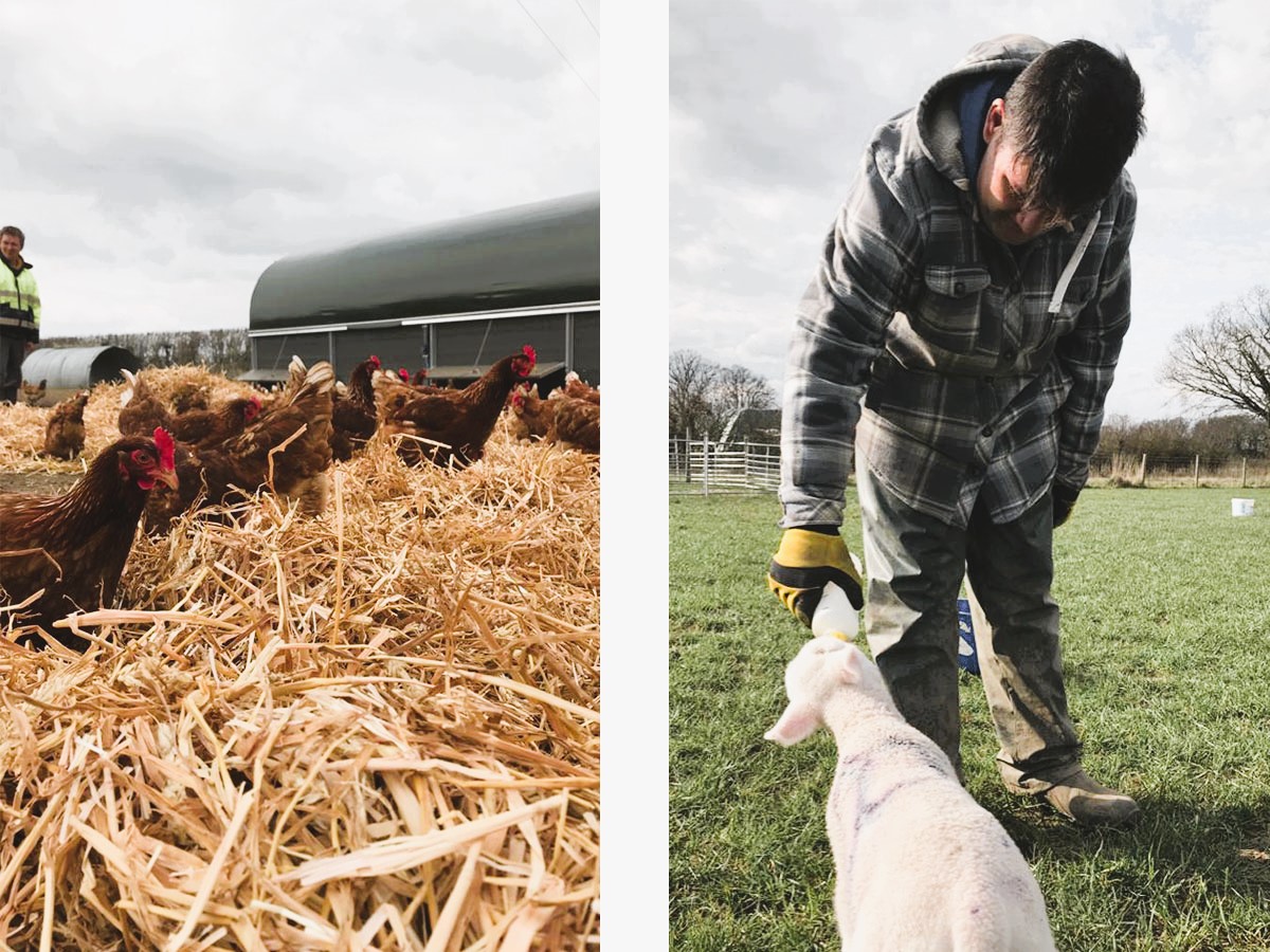 The Healing Power of Farm Therapy in Abbotsford – Gelderman Farms